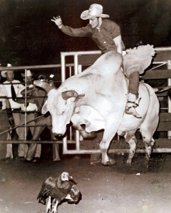 Buzzard, Oscar the Bull Fighting - Inductee of the Texas Rodeo Cowboy ...
