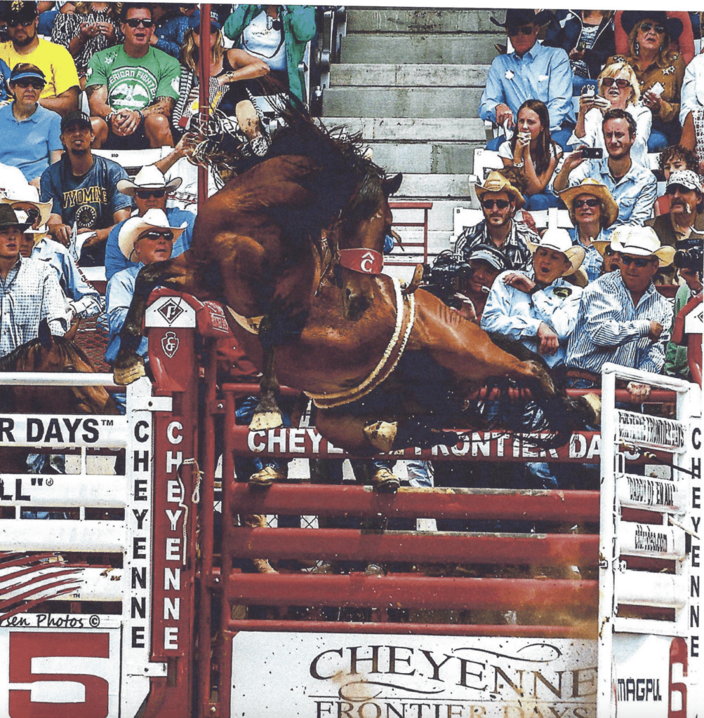 Rodeo Animals - Texas Rodeo Cowboy Hall of Fame