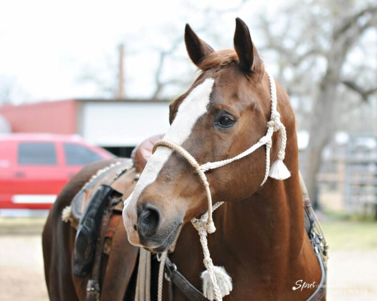 Inductees Archive - Texas Rodeo Cowboy Hall of Fame